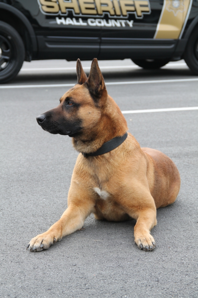 Hall County Sheriff's Office | Special Teams Department | Learn More